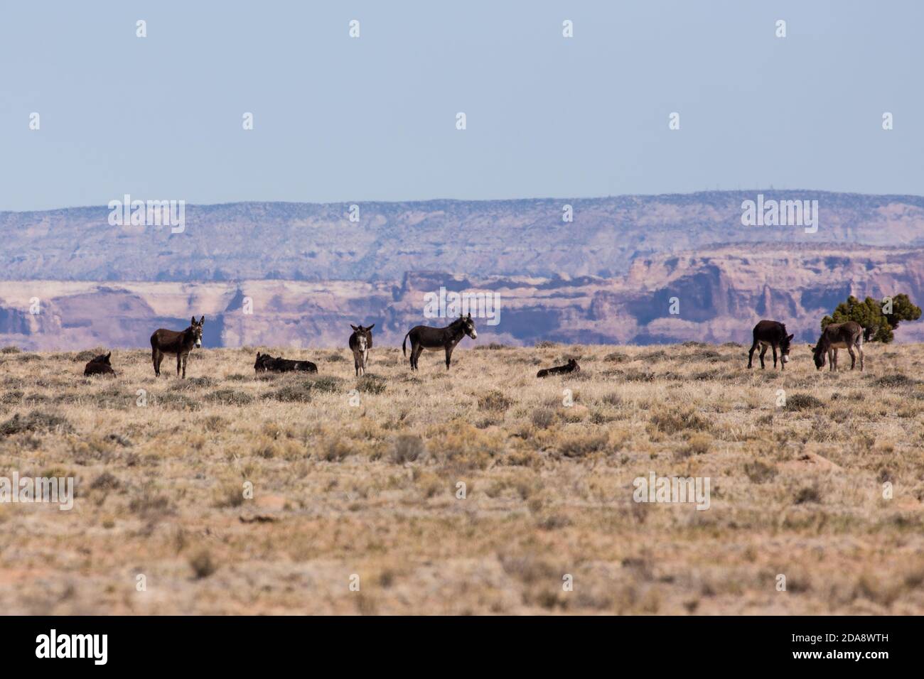 Feral Burros High Resolution Stock Photography and Images - Alamy