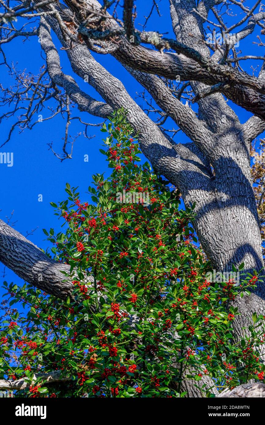 Holly bush and Garry Oak tree, Uplands Park, Oak Bay, British Columbia ...