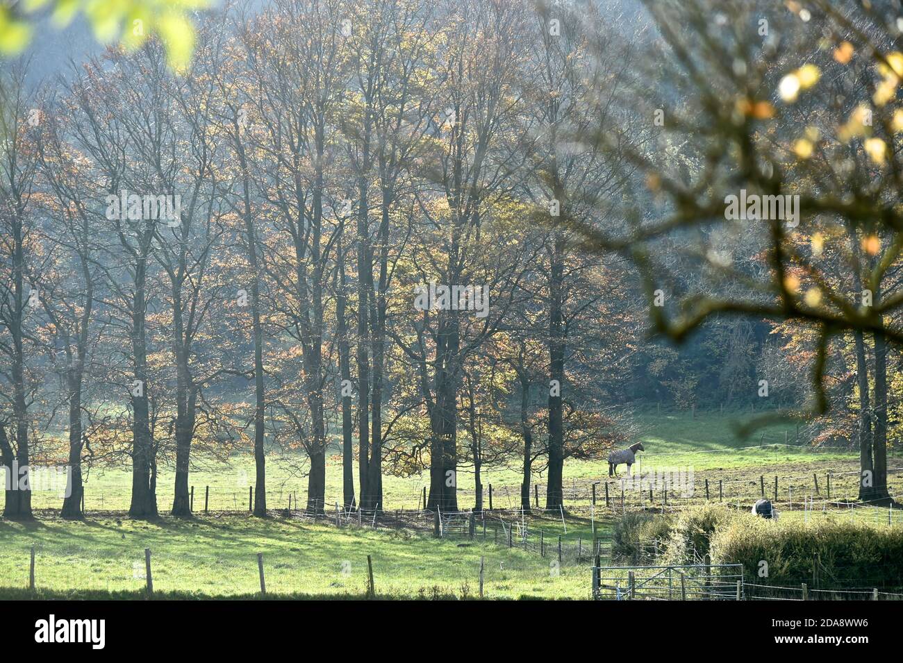 Spring leaves starting to appear in English forests Stock Photo - Alamy