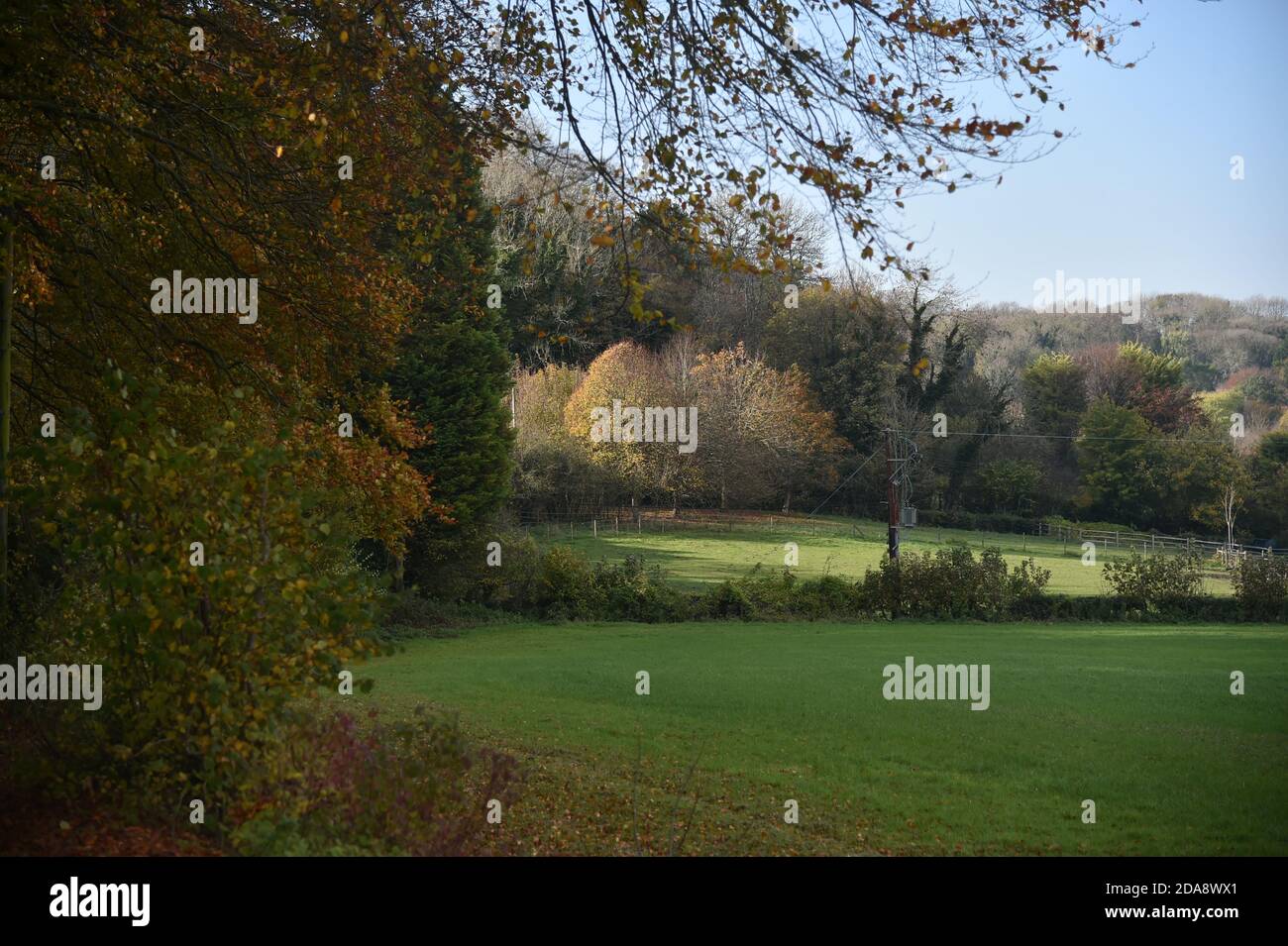 Spring leaves starting to appear in English forests Stock Photo - Alamy