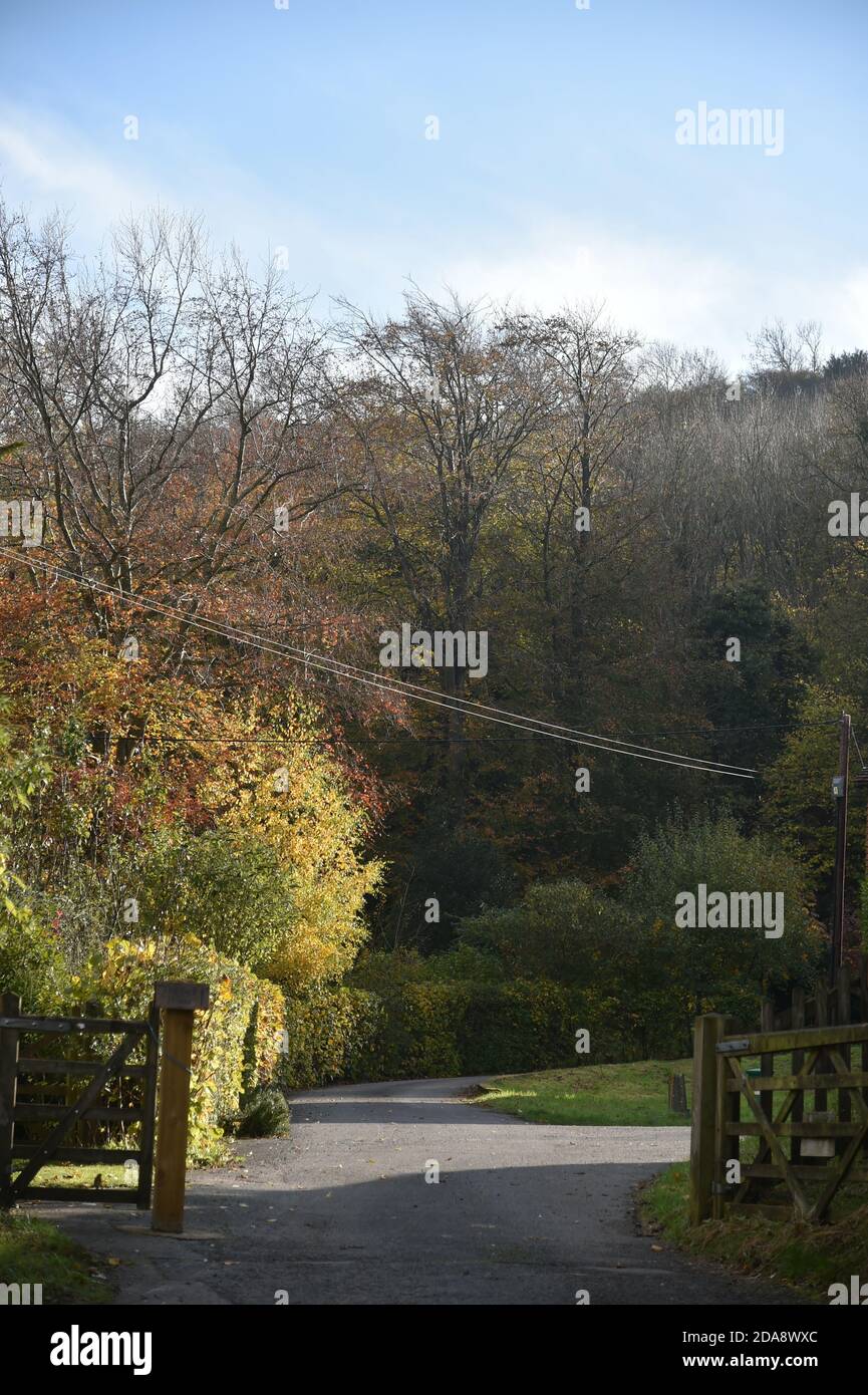 Spring leaves starting to appear in English forests Stock Photo - Alamy