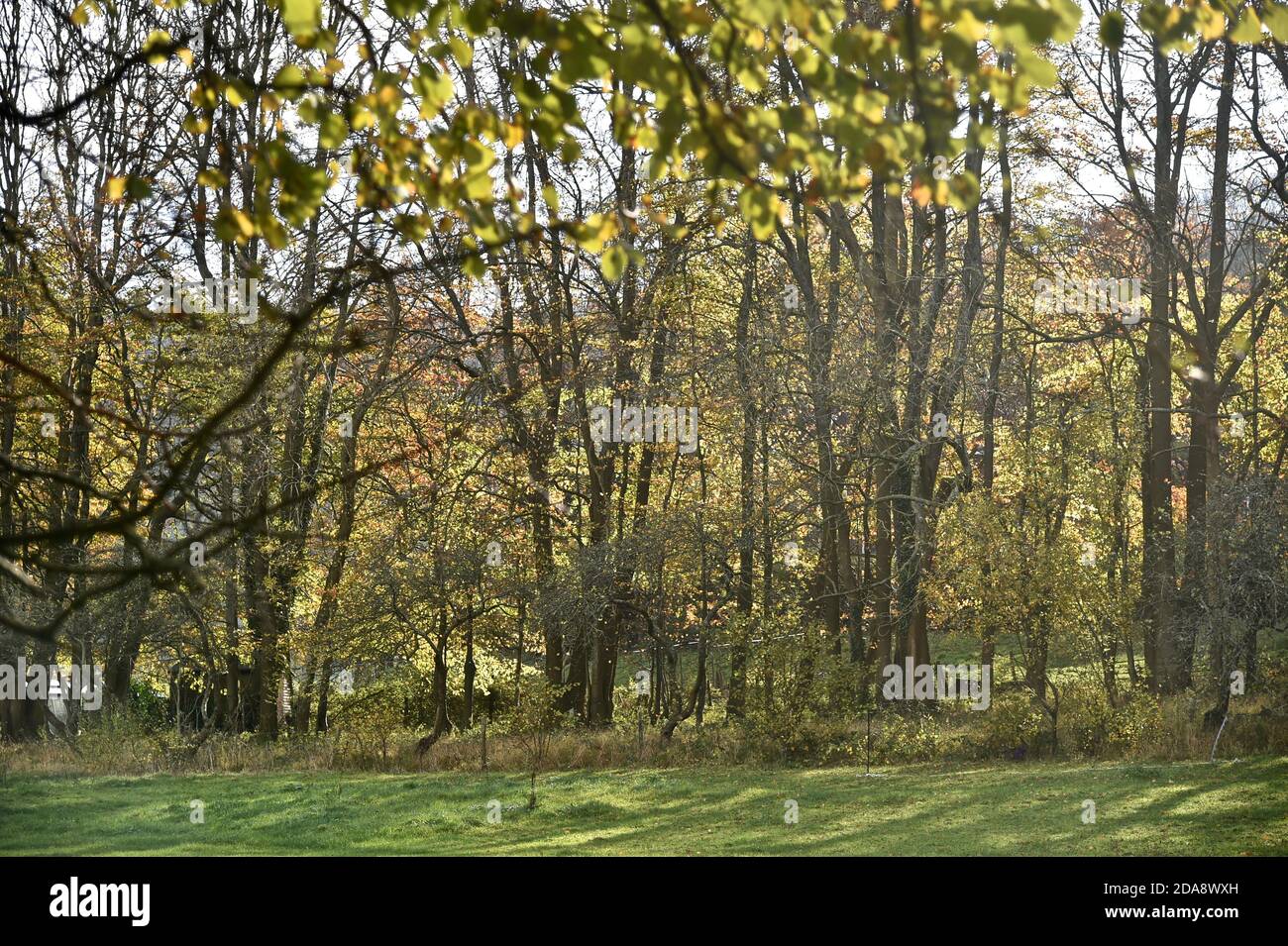 Spring leaves starting to appear in English forests Stock Photo - Alamy