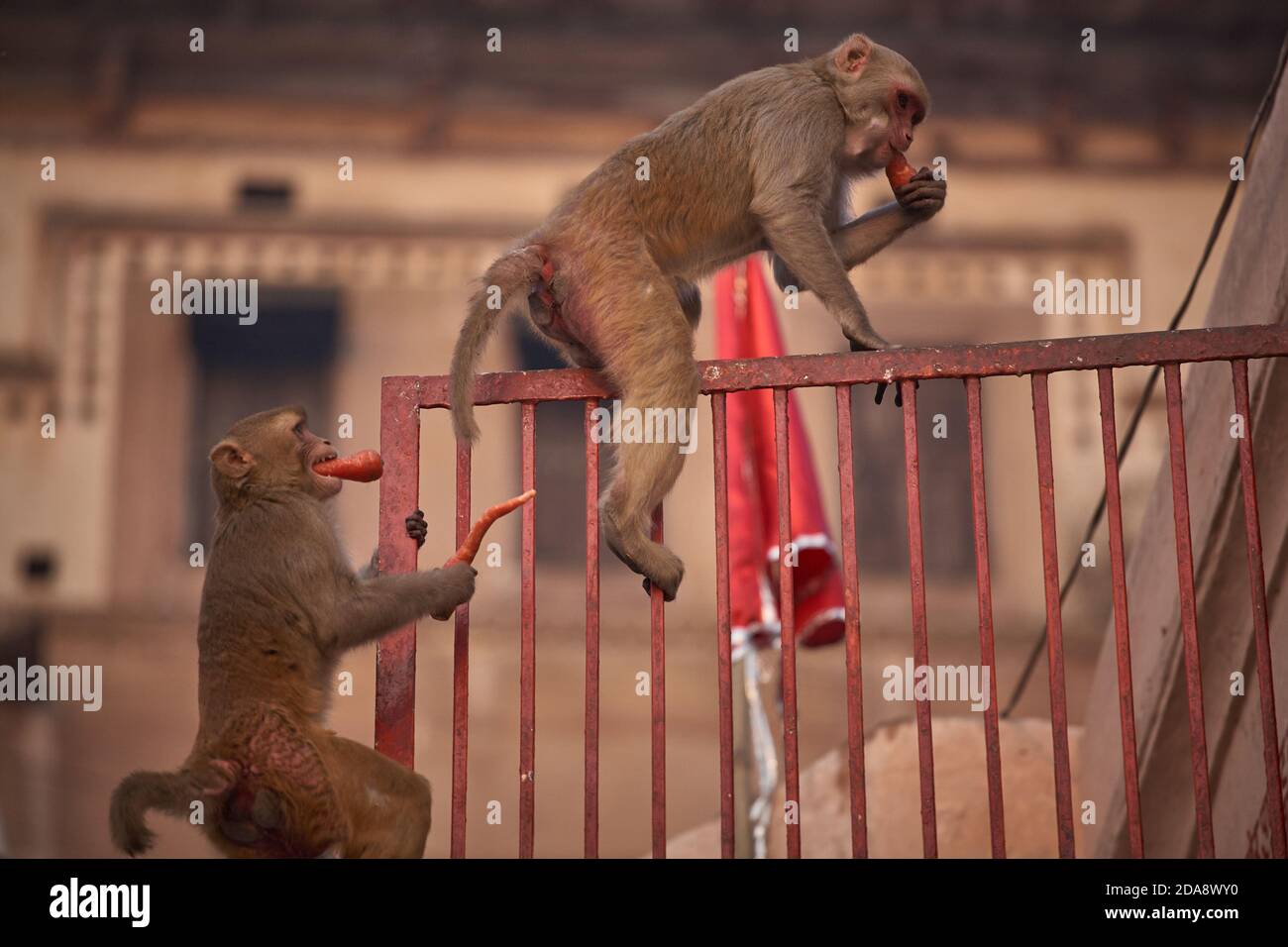Two rhesus macaque monkeys hi-res stock photography and images - Alamy