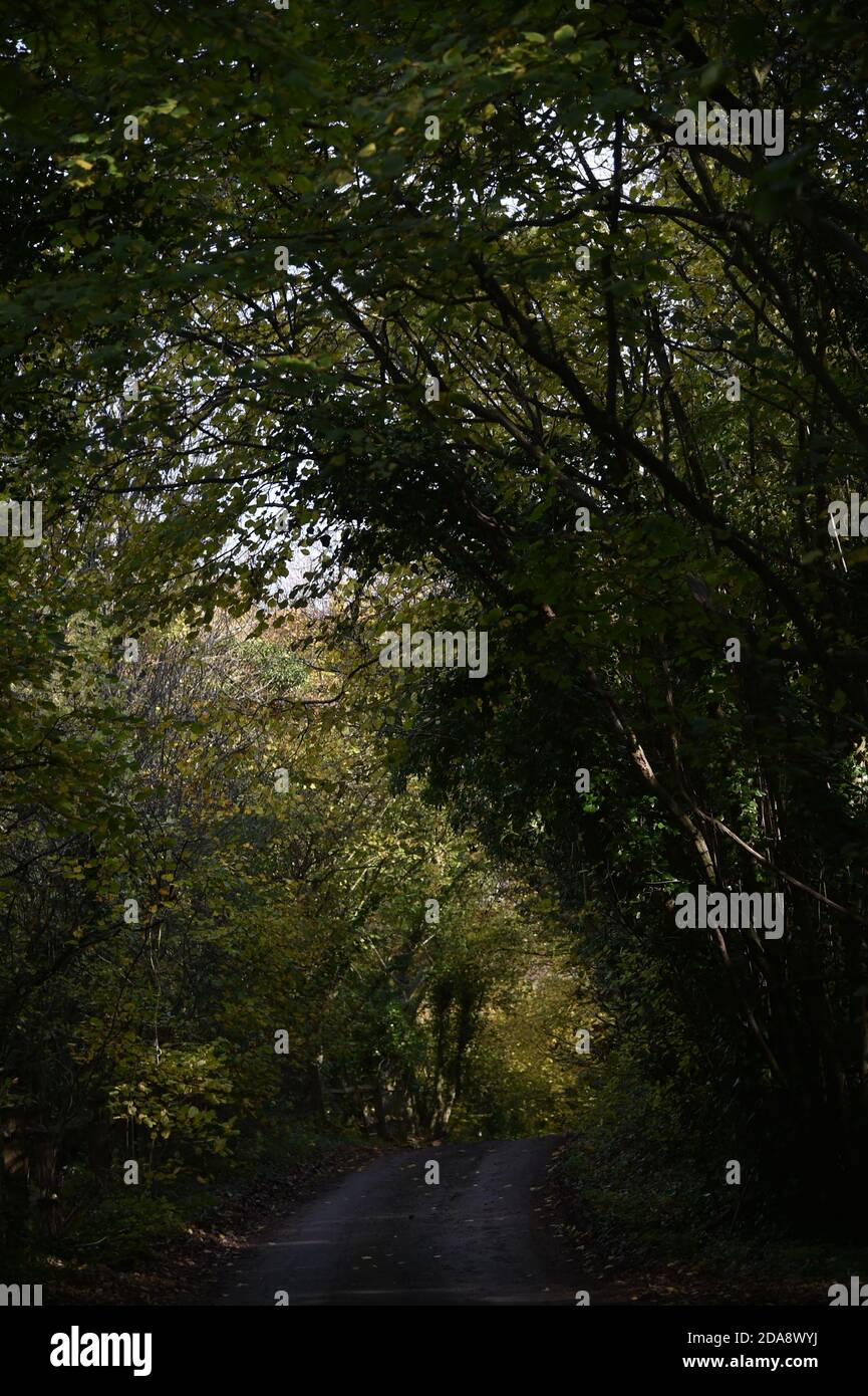 Spring leaves starting to appear in English forests Stock Photo - Alamy