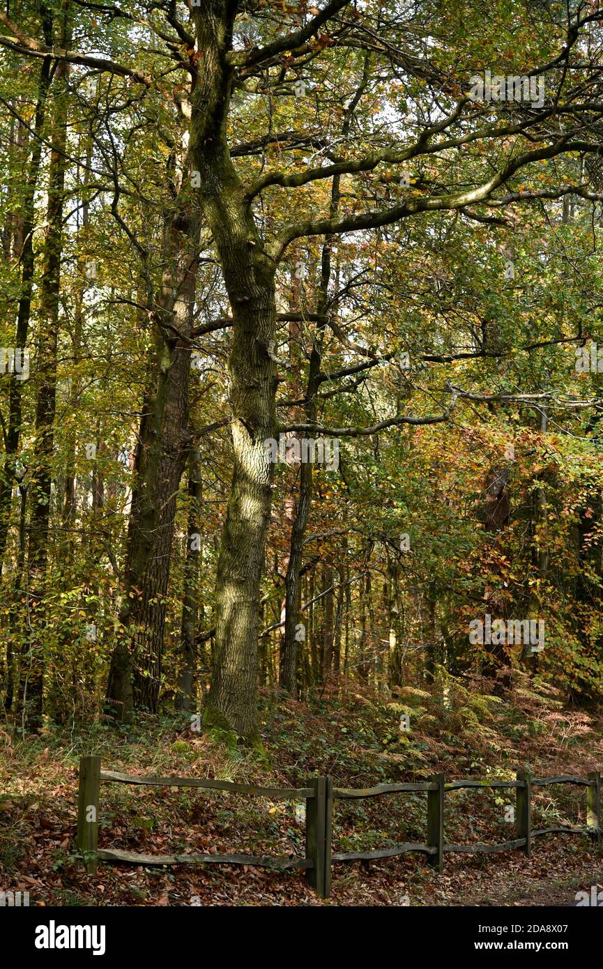 Spring leaves starting to appear in English forests Stock Photo - Alamy