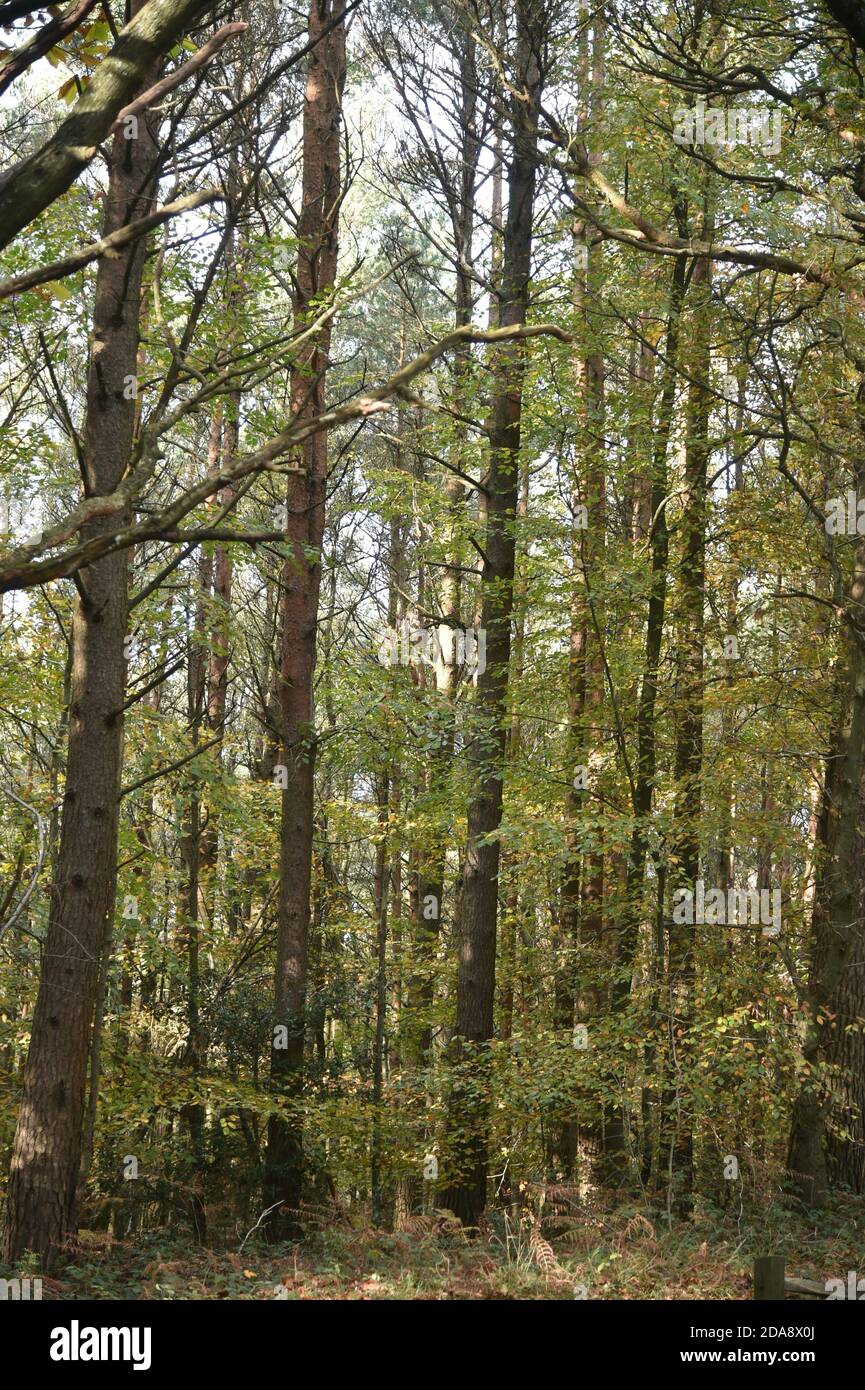Spring leaves starting to appear in English forests Stock Photo - Alamy