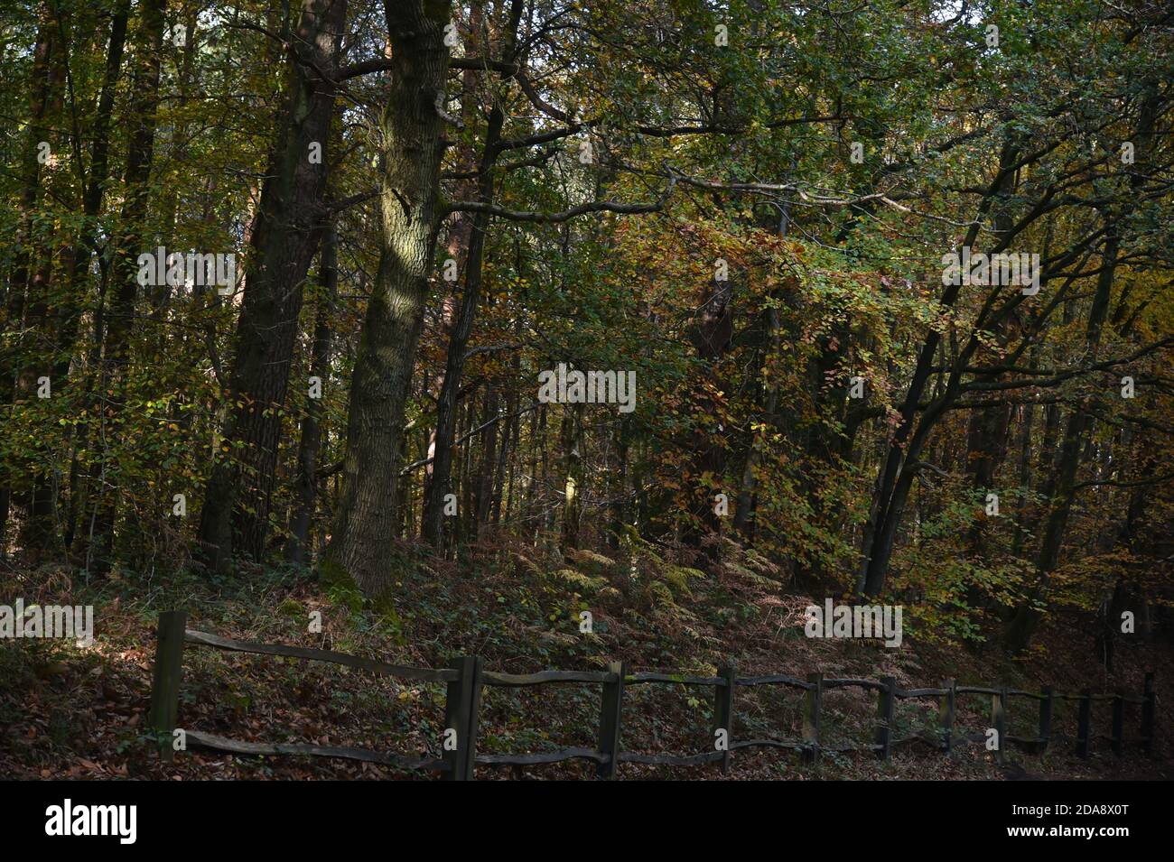 Spring leaves starting to appear in English forests Stock Photo - Alamy