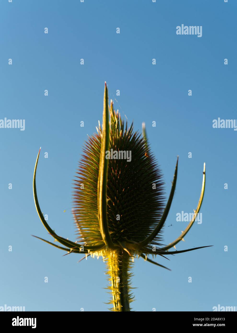 Plants at sunset at napoleonstein in jena in focus Stock Photo - Alamy