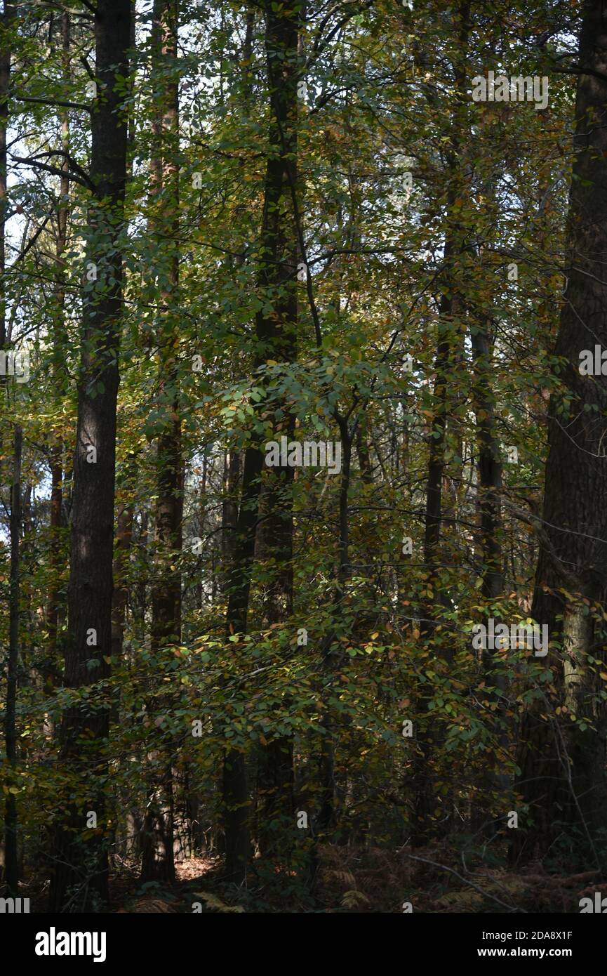 Spring leaves starting to appear in English forests Stock Photo - Alamy