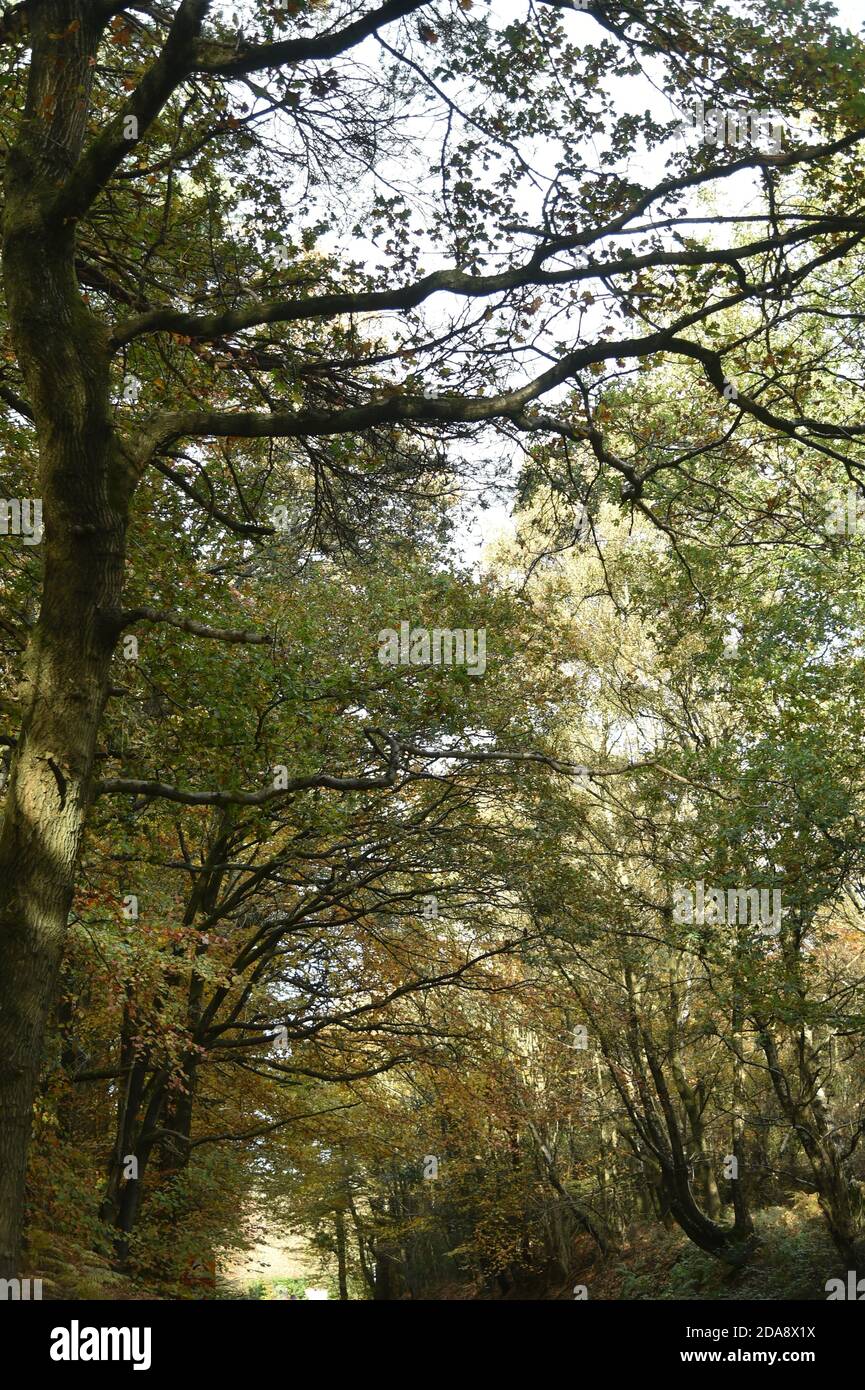 Spring leaves starting to appear in English forests Stock Photo - Alamy
