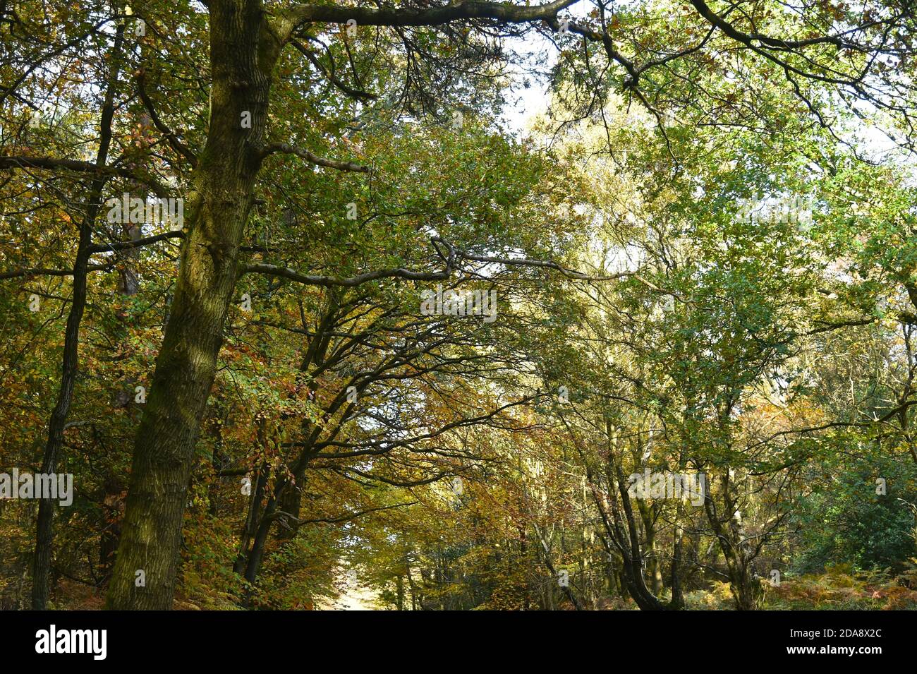 Spring leaves starting to appear in English forests Stock Photo - Alamy