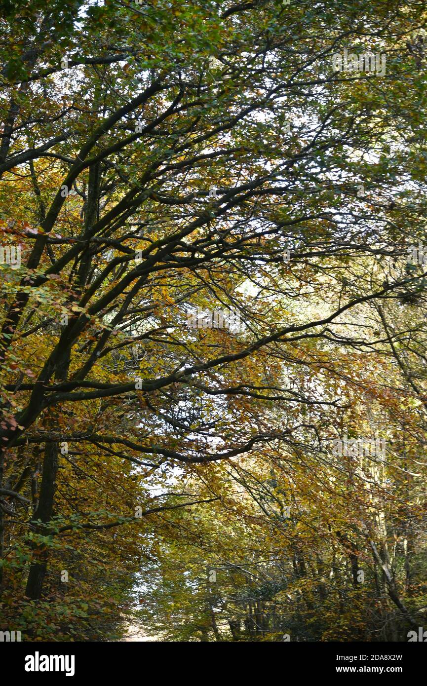 Spring leaves starting to appear in English forests Stock Photo - Alamy