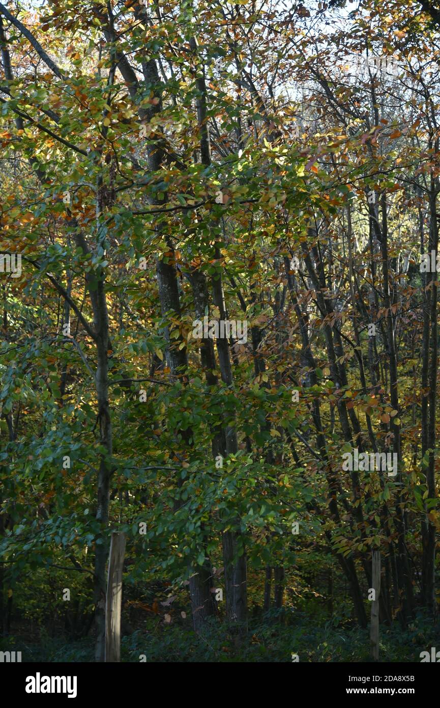 Spring leaves starting to appear in English forests Stock Photo - Alamy