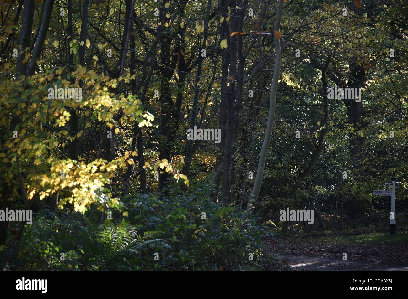 Spring leaves starting to appear in English forests Stock Photo - Alamy