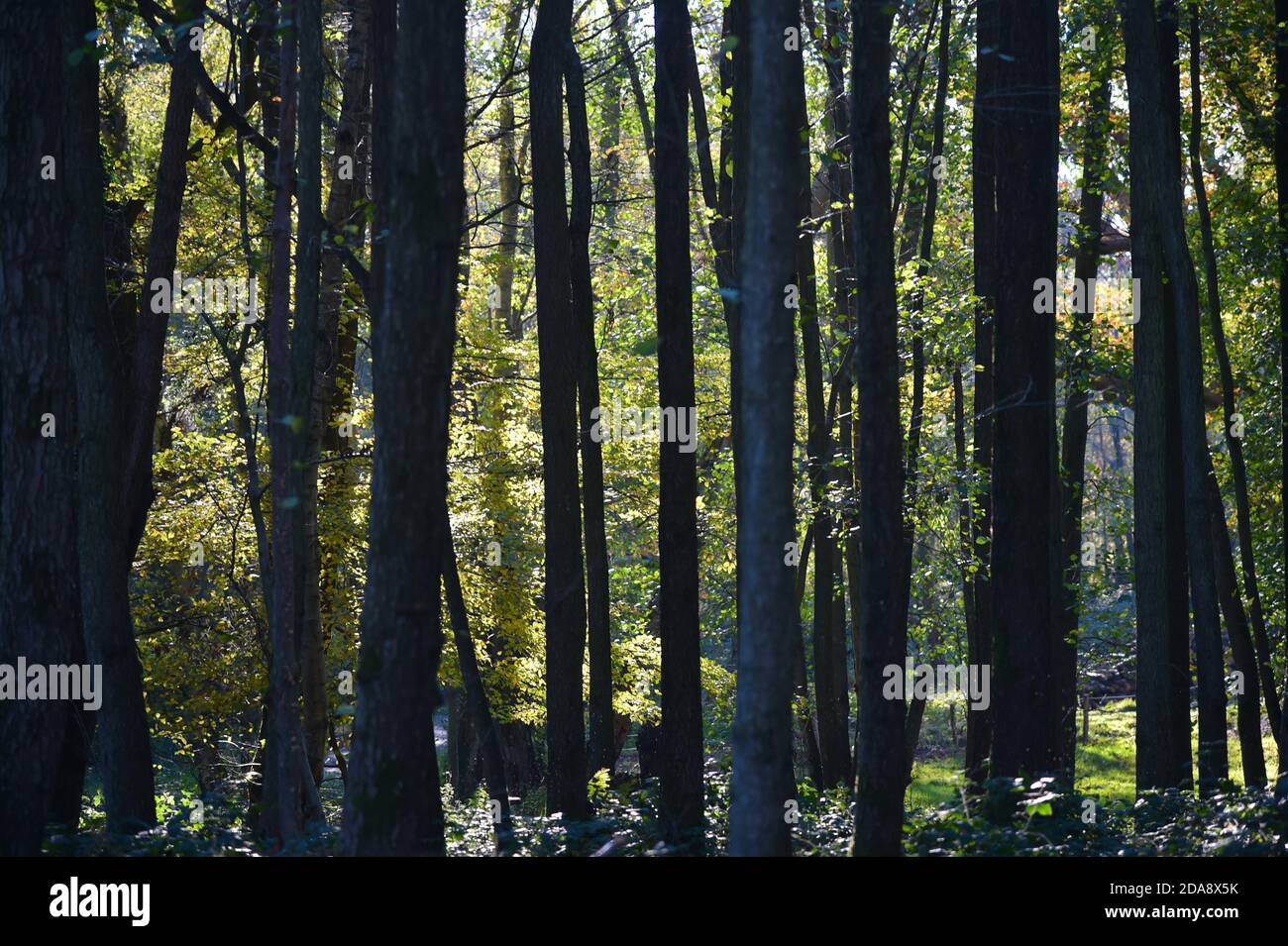 Spring leaves starting to appear in English forests Stock Photo - Alamy