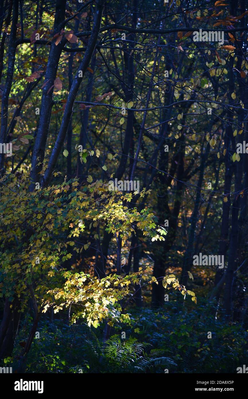 Spring leaves starting to appear in English forests Stock Photo - Alamy