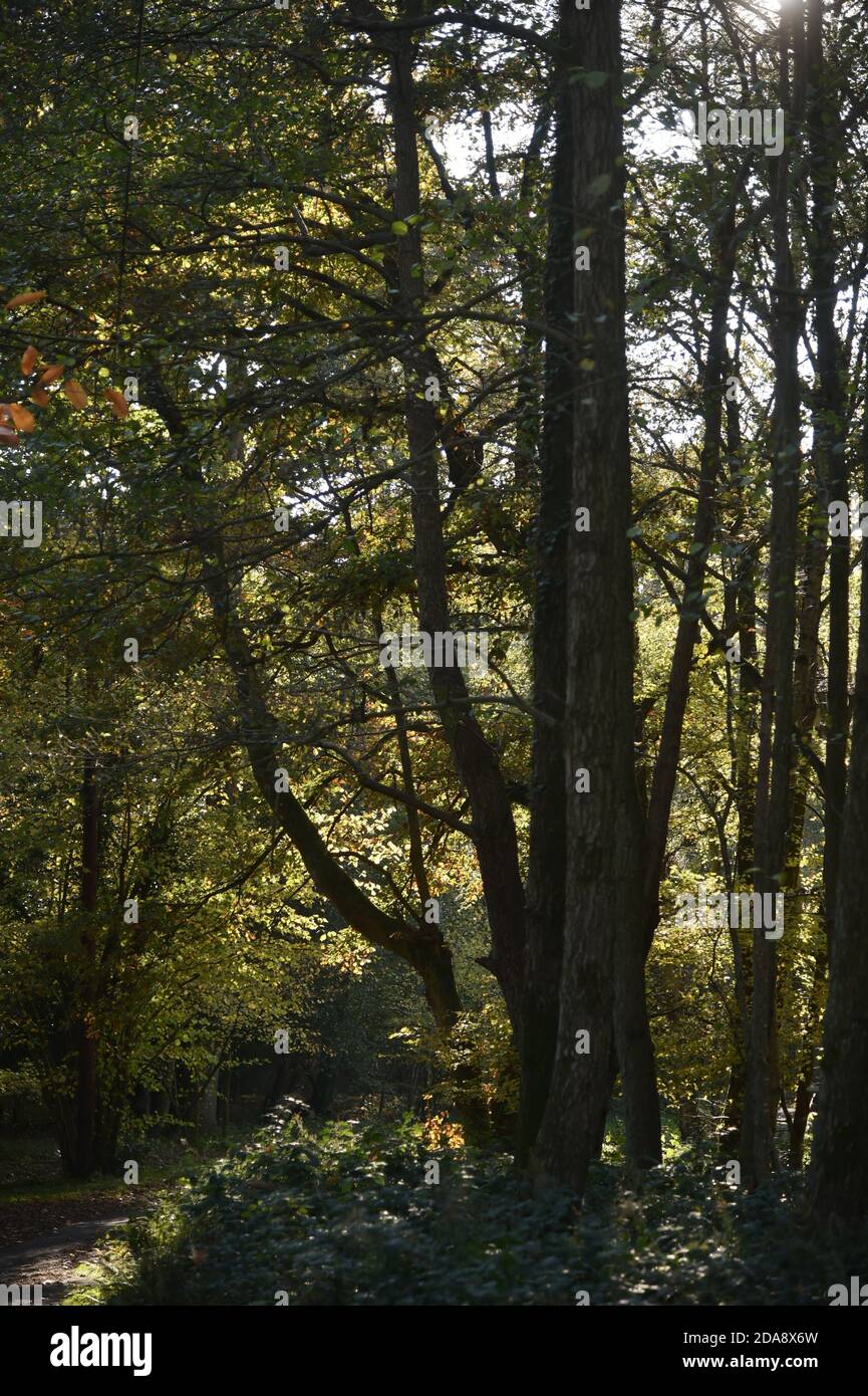 Spring leaves starting to appear in English forests Stock Photo - Alamy
