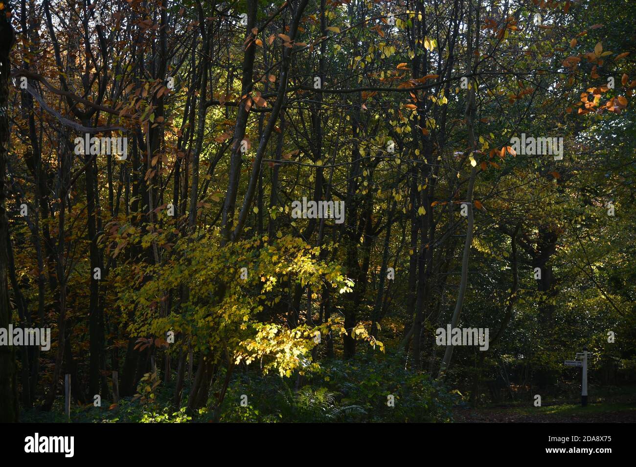 Spring leaves starting to appear in English forests Stock Photo - Alamy