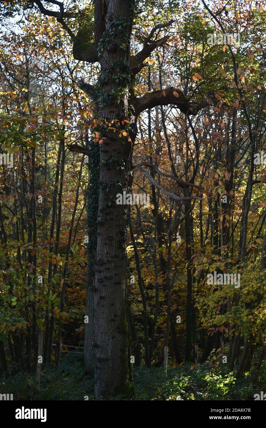 Spring leaves starting to appear in English forests Stock Photo - Alamy