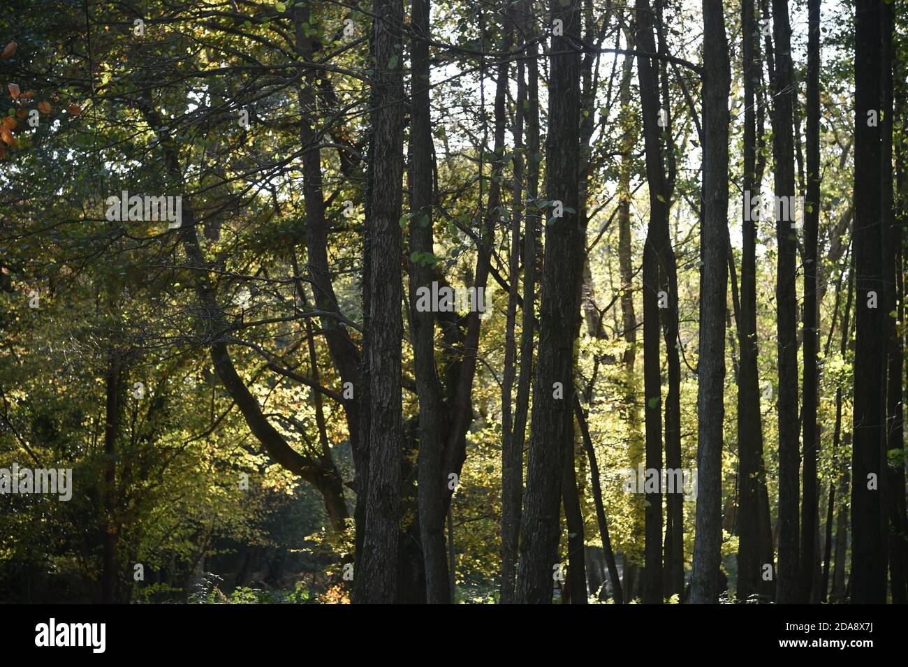 Spring leaves starting to appear in English forests Stock Photo - Alamy