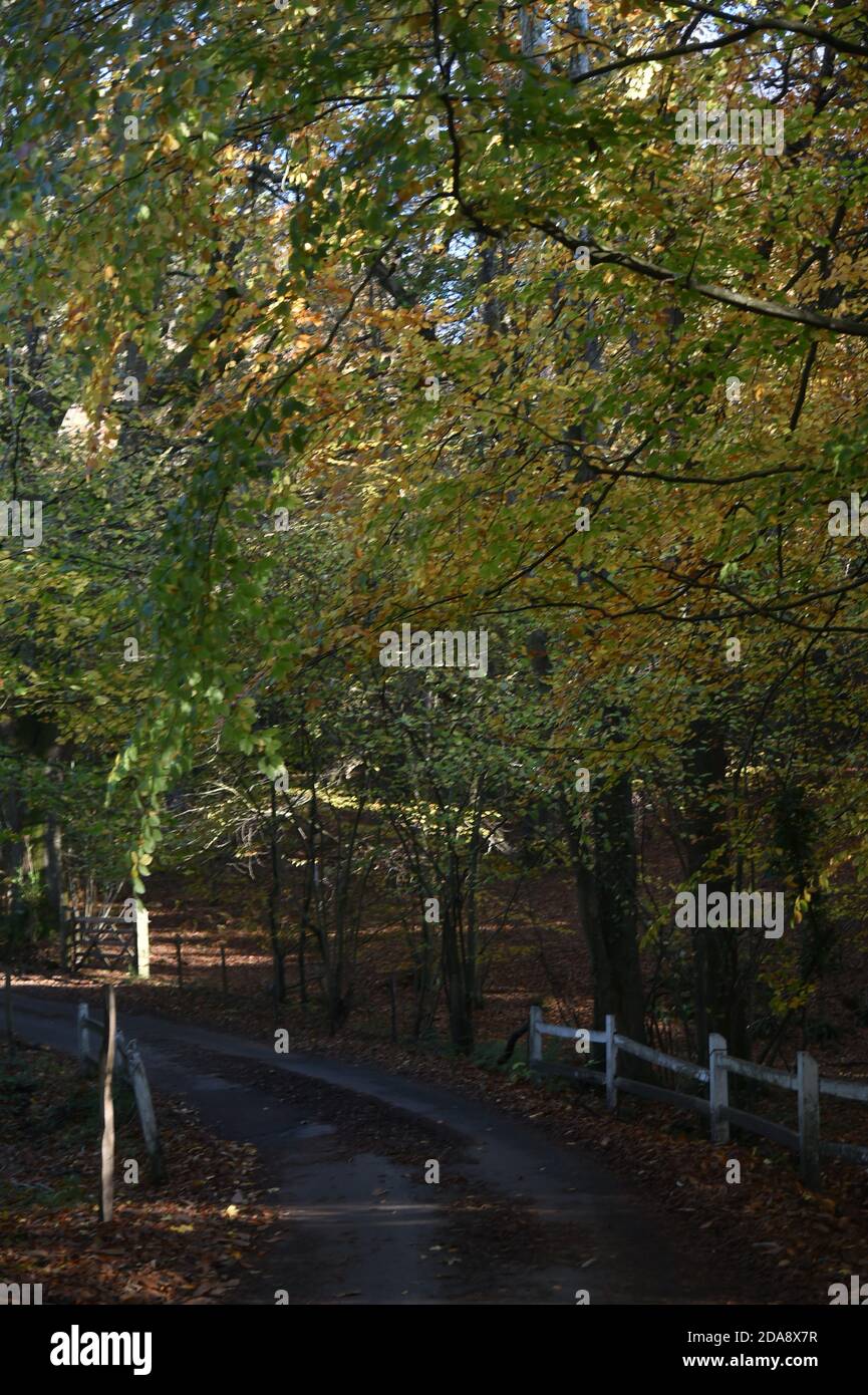 Spring leaves starting to appear in English forests Stock Photo - Alamy