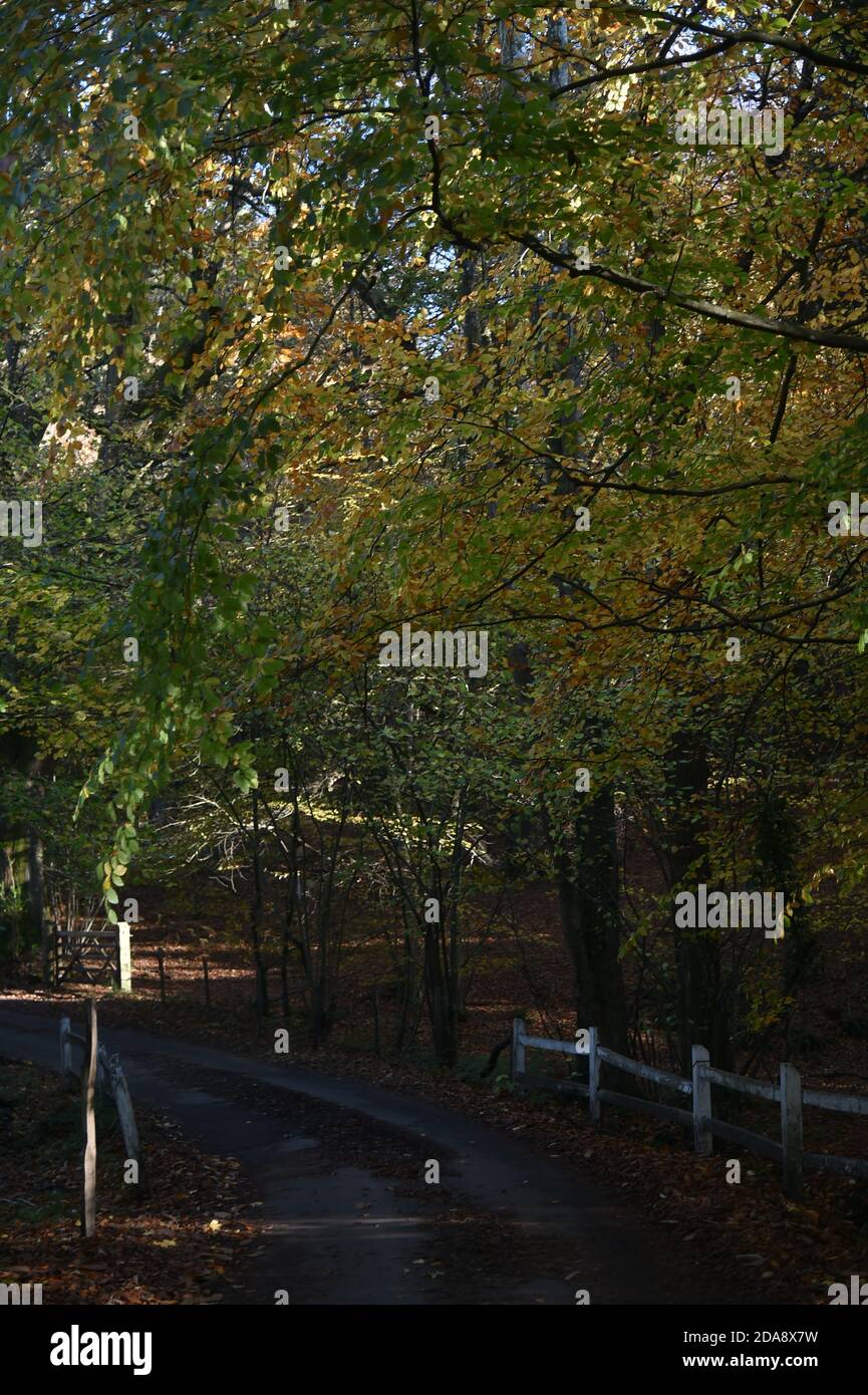 Spring leaves starting to appear in English forests Stock Photo - Alamy