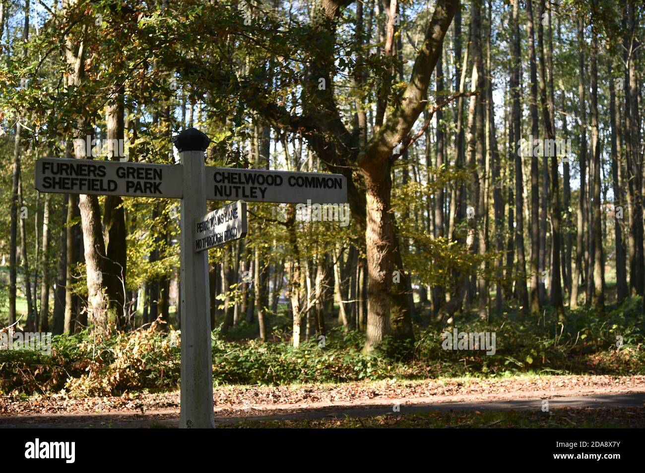 Spring leaves starting to appear in English forests Stock Photo - Alamy