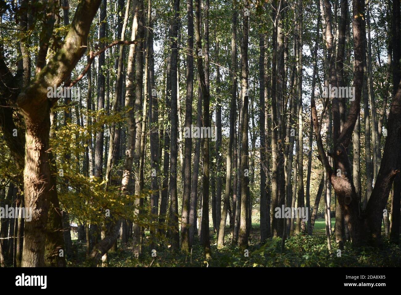 Spring leaves starting to appear in English forests Stock Photo - Alamy
