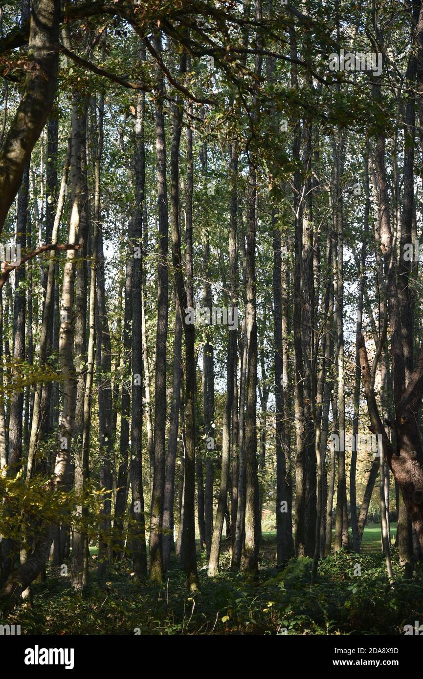 Spring leaves starting to appear in English forests Stock Photo - Alamy