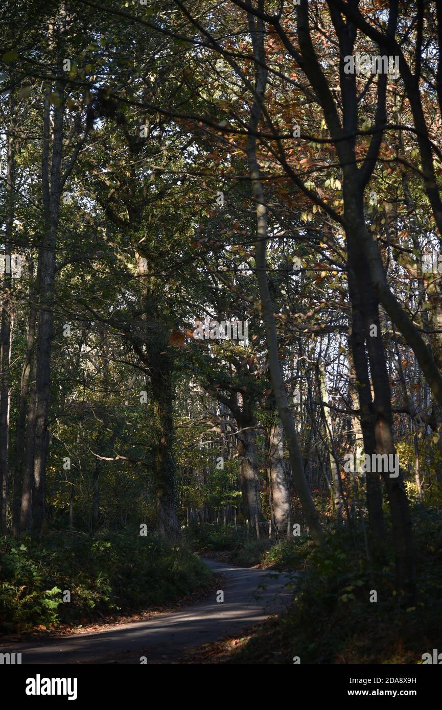 Spring leaves starting to appear in English forests Stock Photo - Alamy