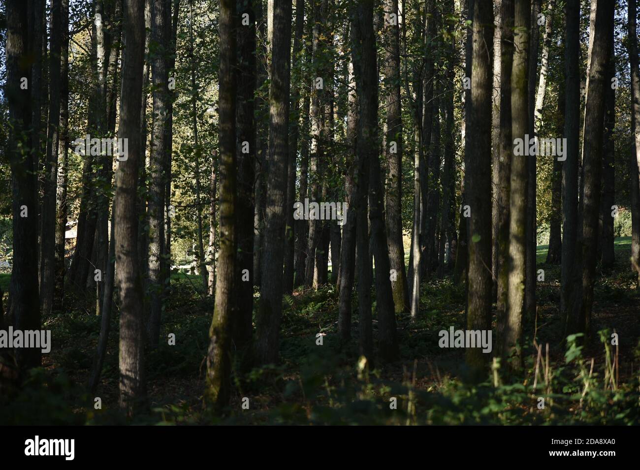 Spring leaves starting to appear in English forests Stock Photo - Alamy