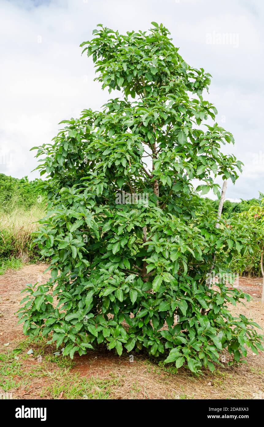 Avocat tree hi-res stock photography and images - Alamy