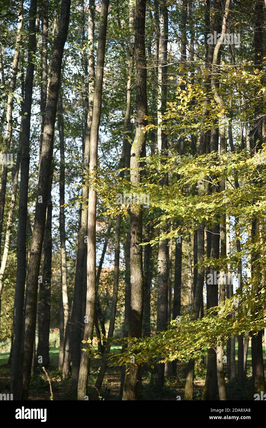 Spring leaves starting to appear in English forests Stock Photo - Alamy