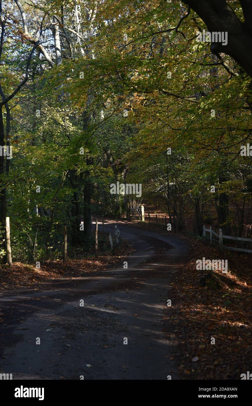 Spring leaves starting to appear in English forests Stock Photo - Alamy
