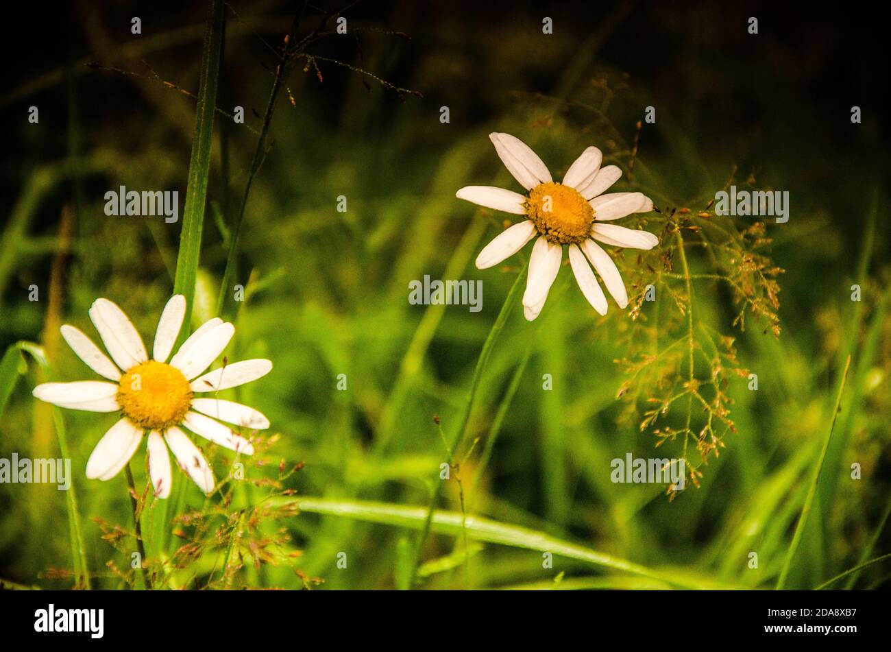 daisy covered with morning dew. Flower in thick morning fog Stock Photo ...