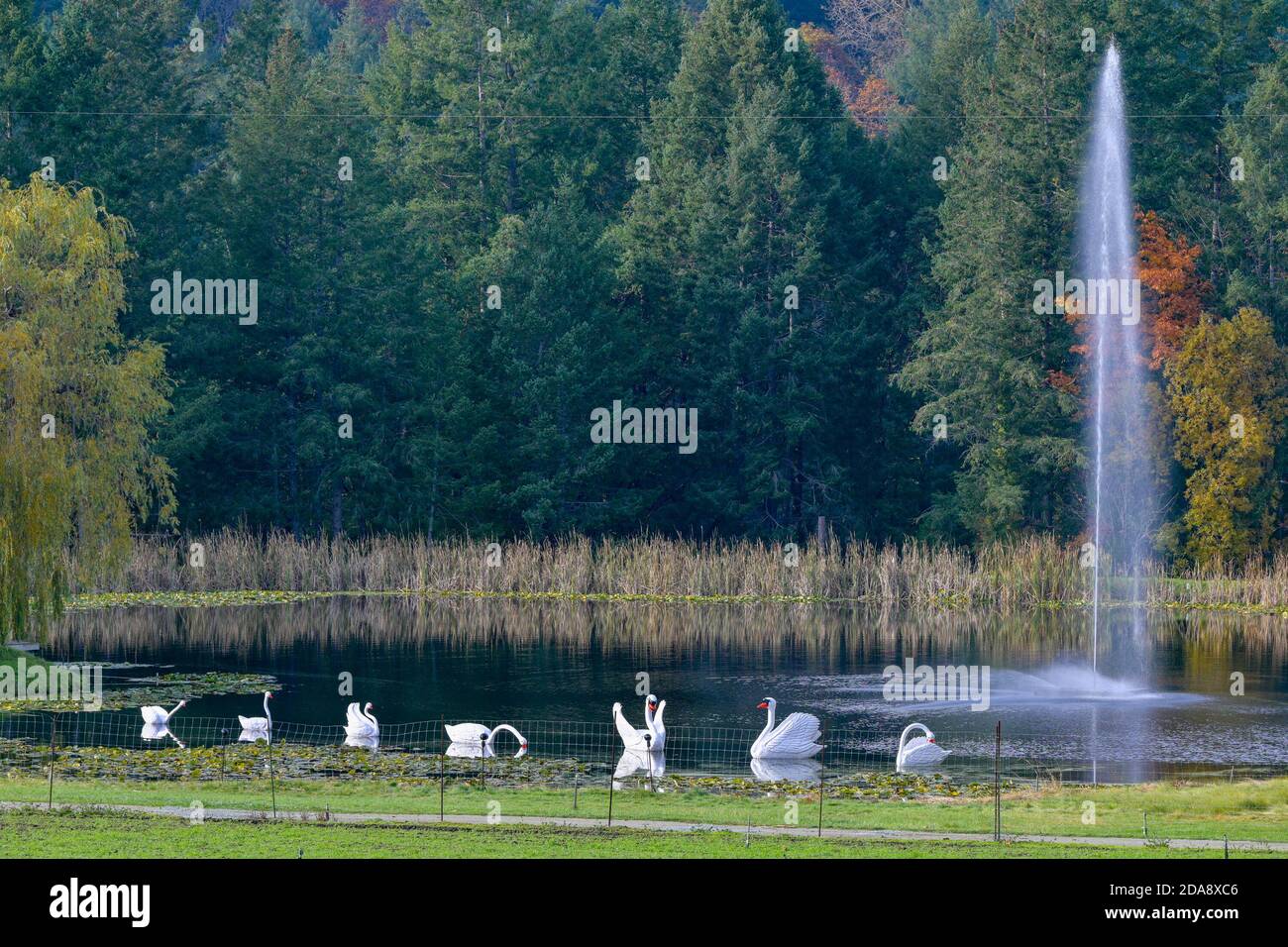 7 Swans A Swimming