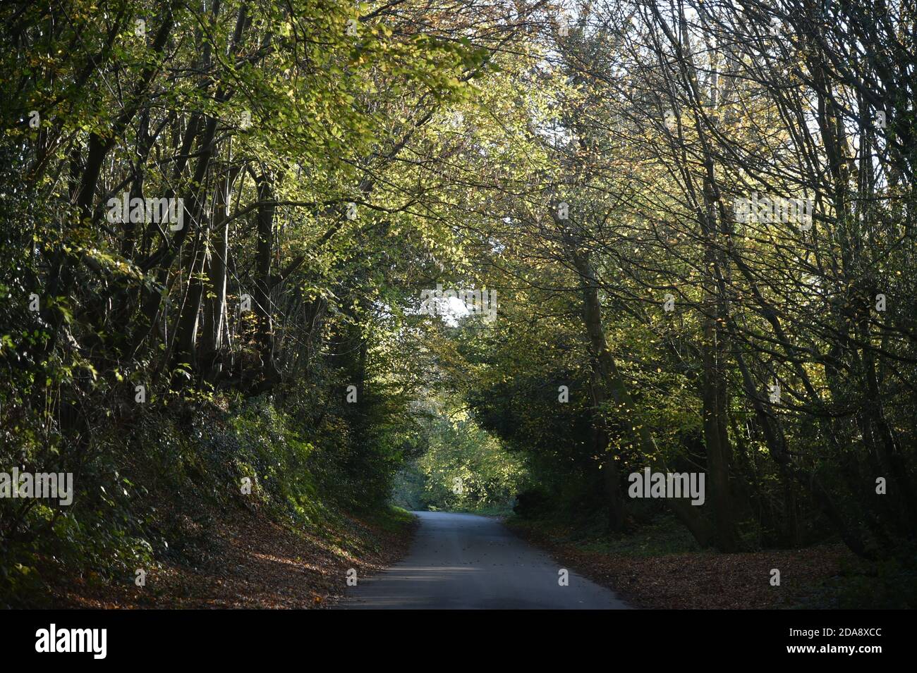 Spring leaves starting to appear in English forests Stock Photo - Alamy