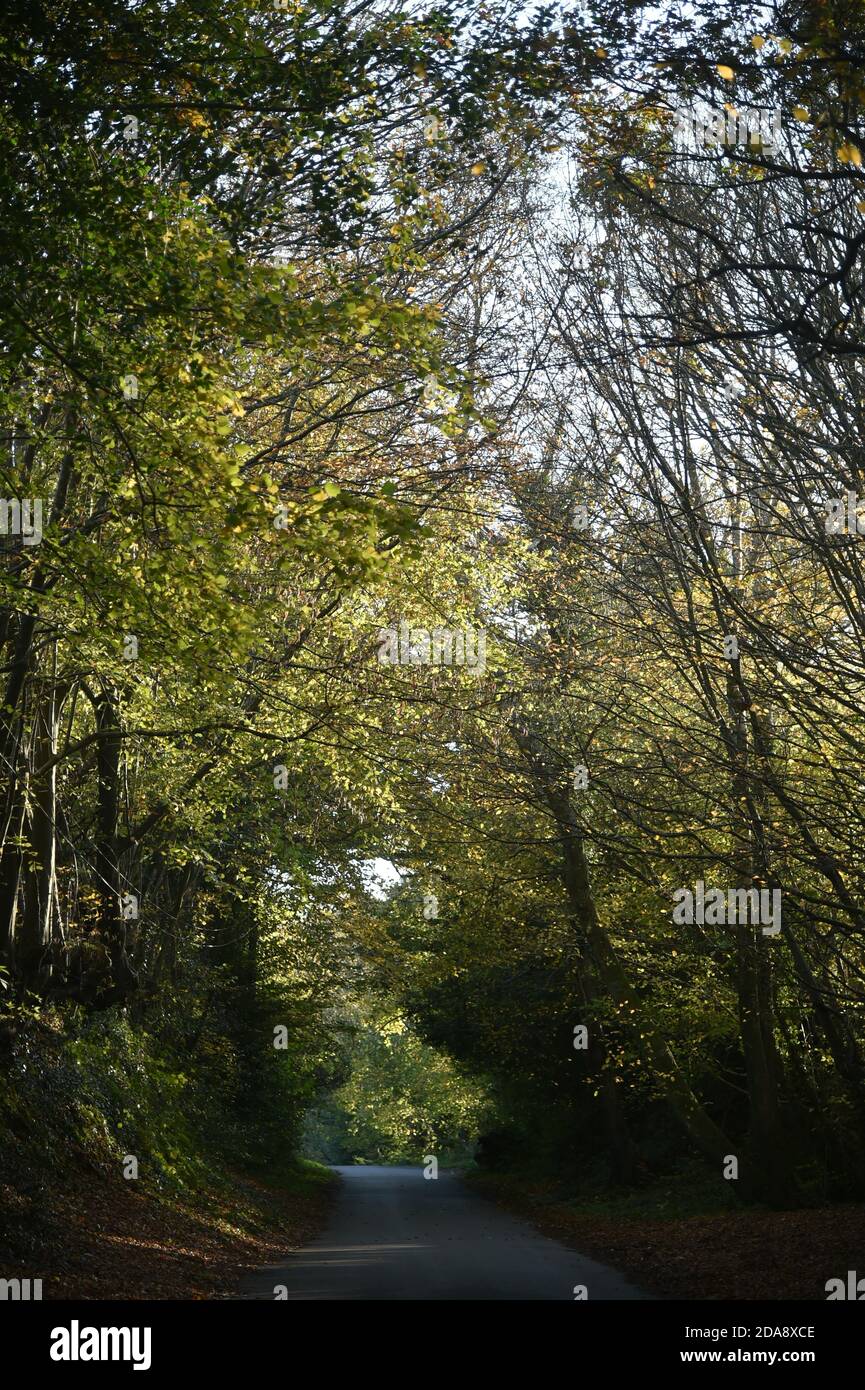 Spring leaves starting to appear in English forests Stock Photo - Alamy