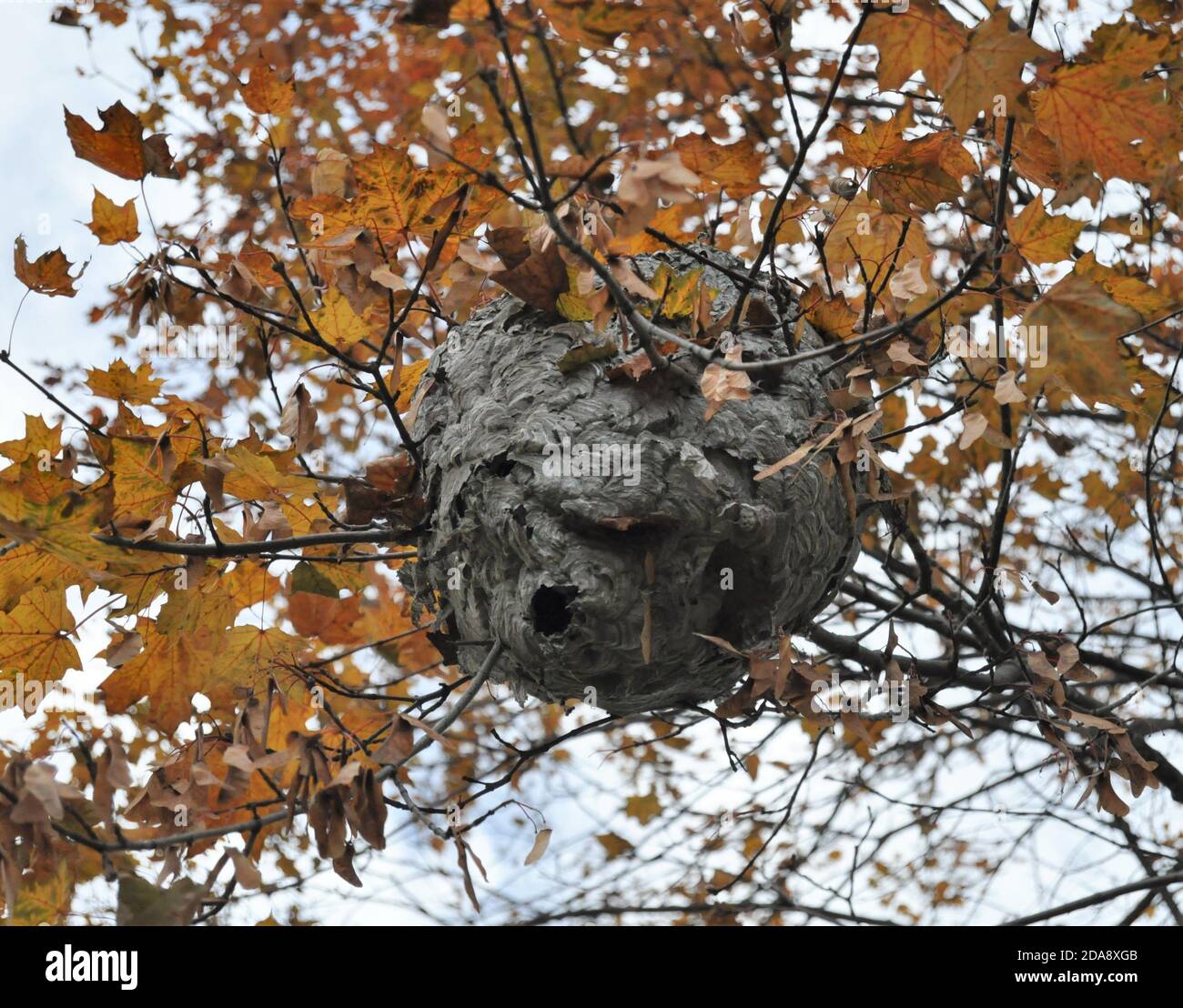 High hive hi-res stock photography and images - Alamy