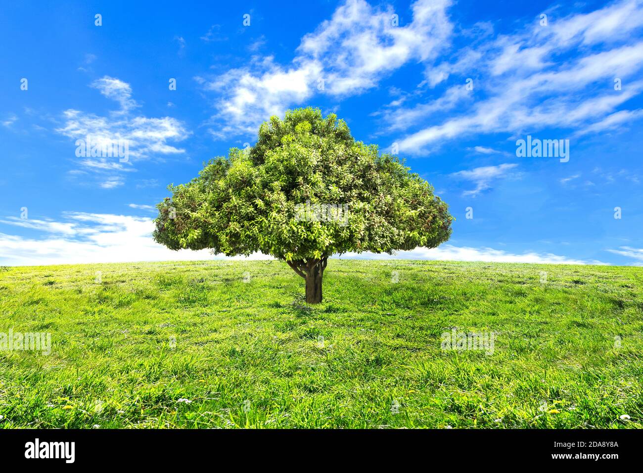 Half dry and half green tree hi-res stock photography and images - Alamy