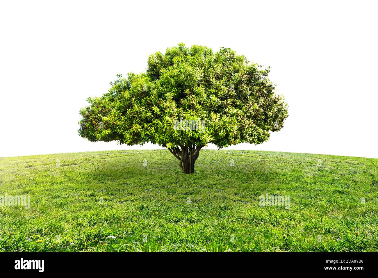 Tree isolated , nature green Stock Photo - Alamy