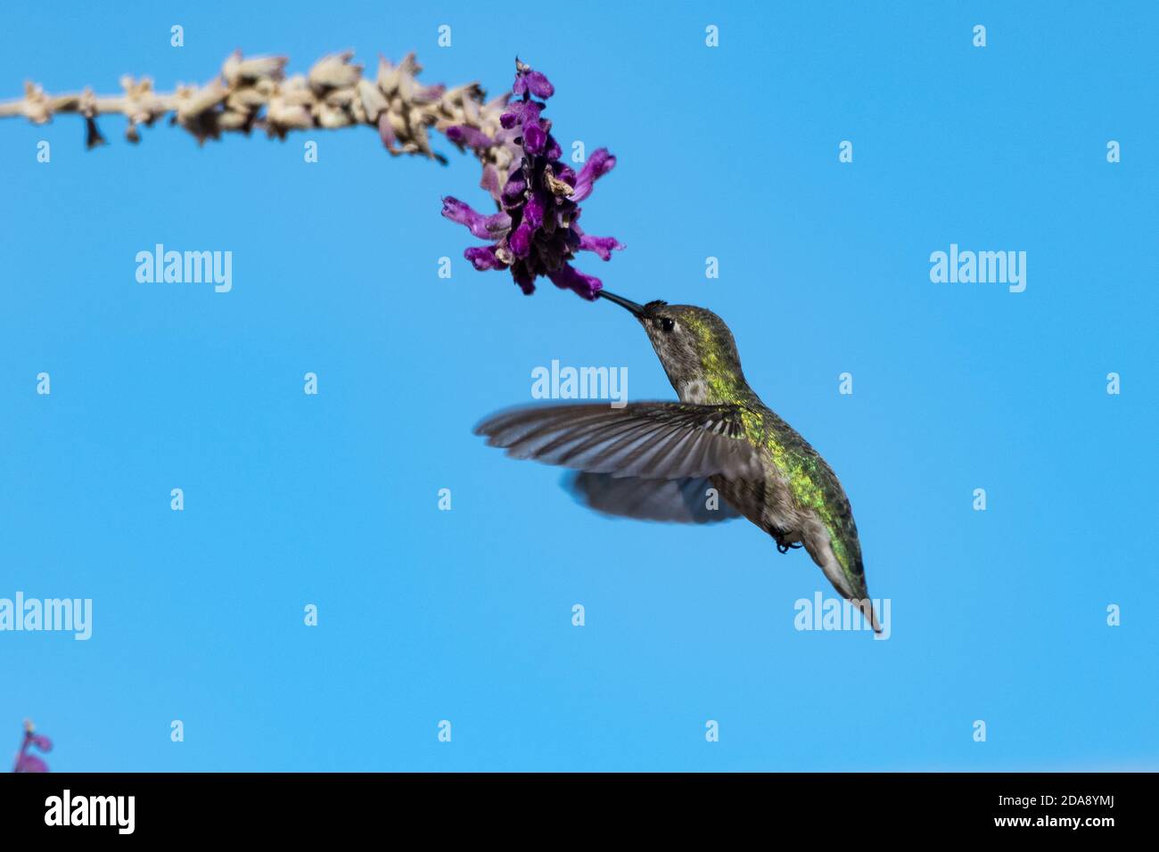 Rufus Hummingbird facing left flutters wings rapidly to hover at the ...