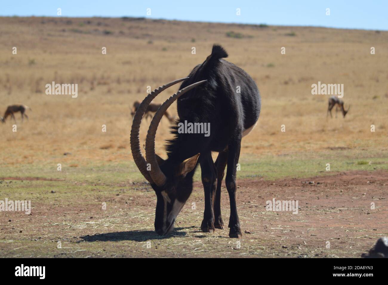 Portrait of a cute Sable Antelope in a game reserve in Africa Stock ...