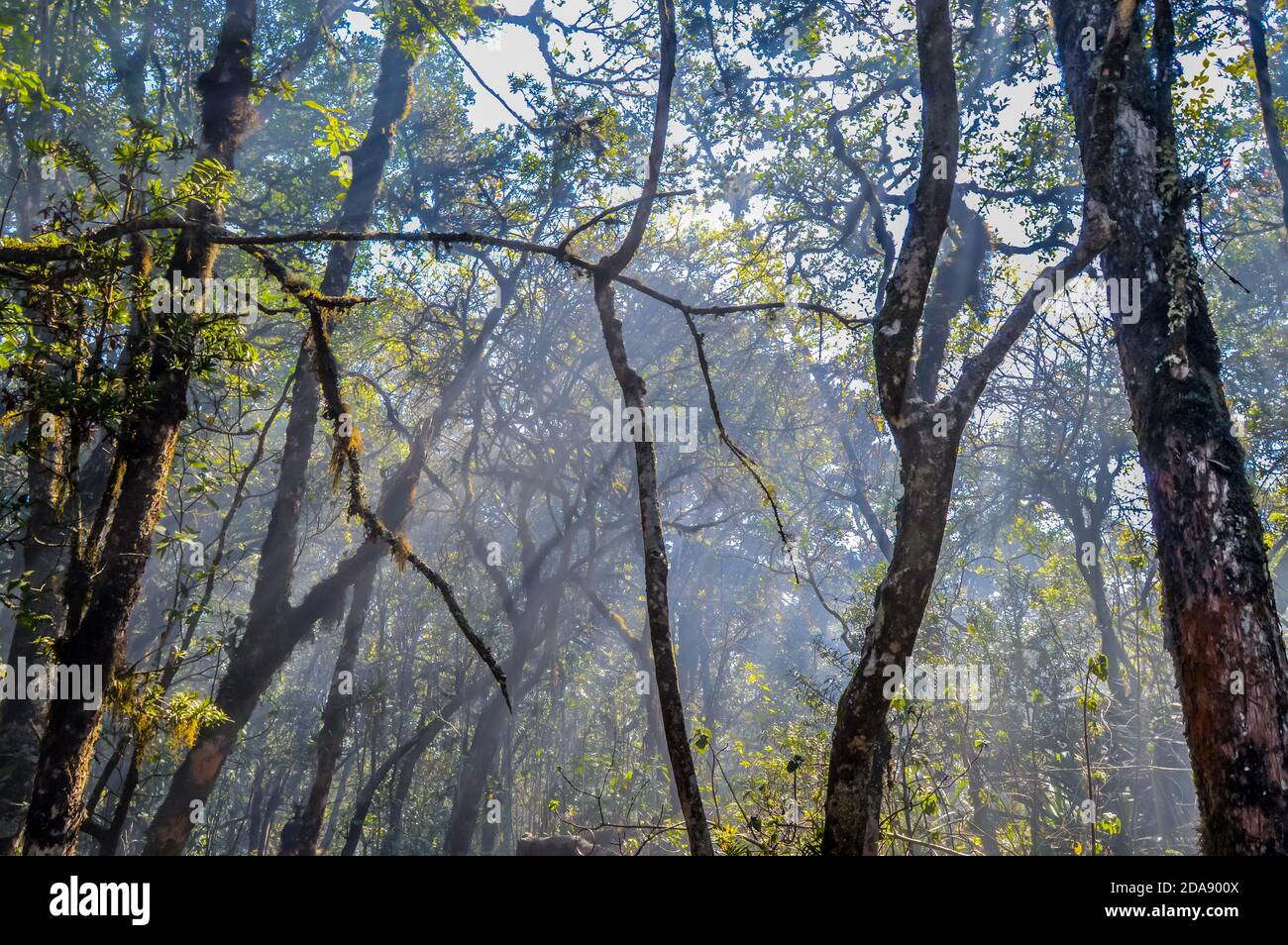 Deciduous Forest Rain Northwest Forests And Woodlands | USDA Climate