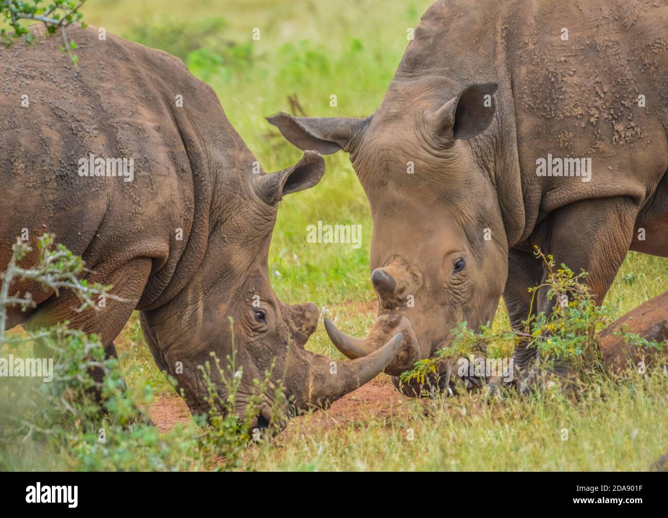 A cute male bull white Rhino in Kruger National Park Stock Photo - Alamy