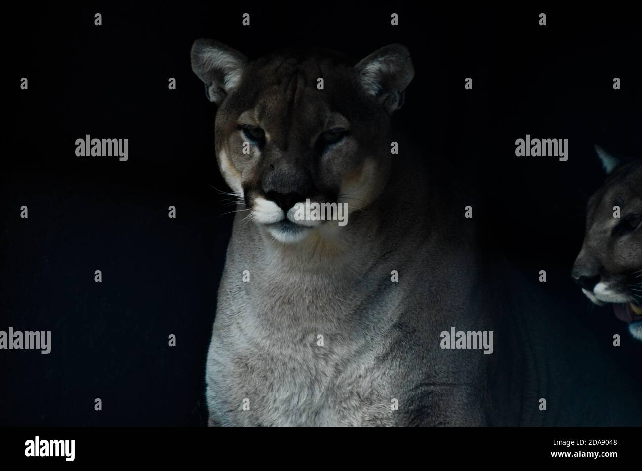 Portrait of a captive Cougar also known as Puma or panther in a Zoo in ...