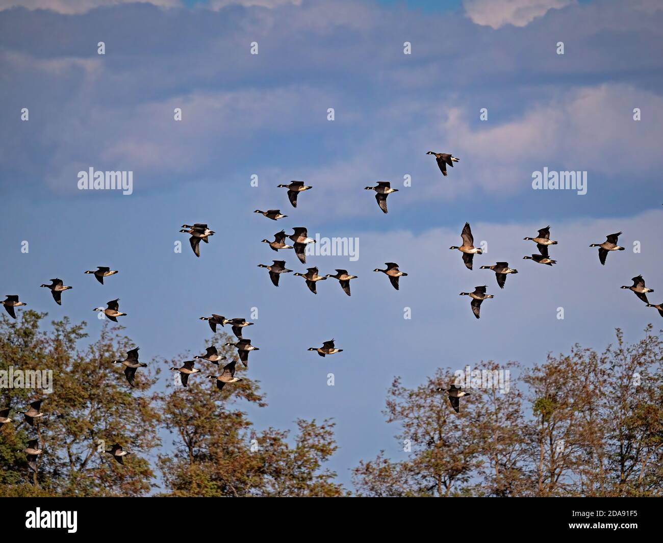 Cackling Geese in Staten Island Preserve, California Stock Photo - Alamy