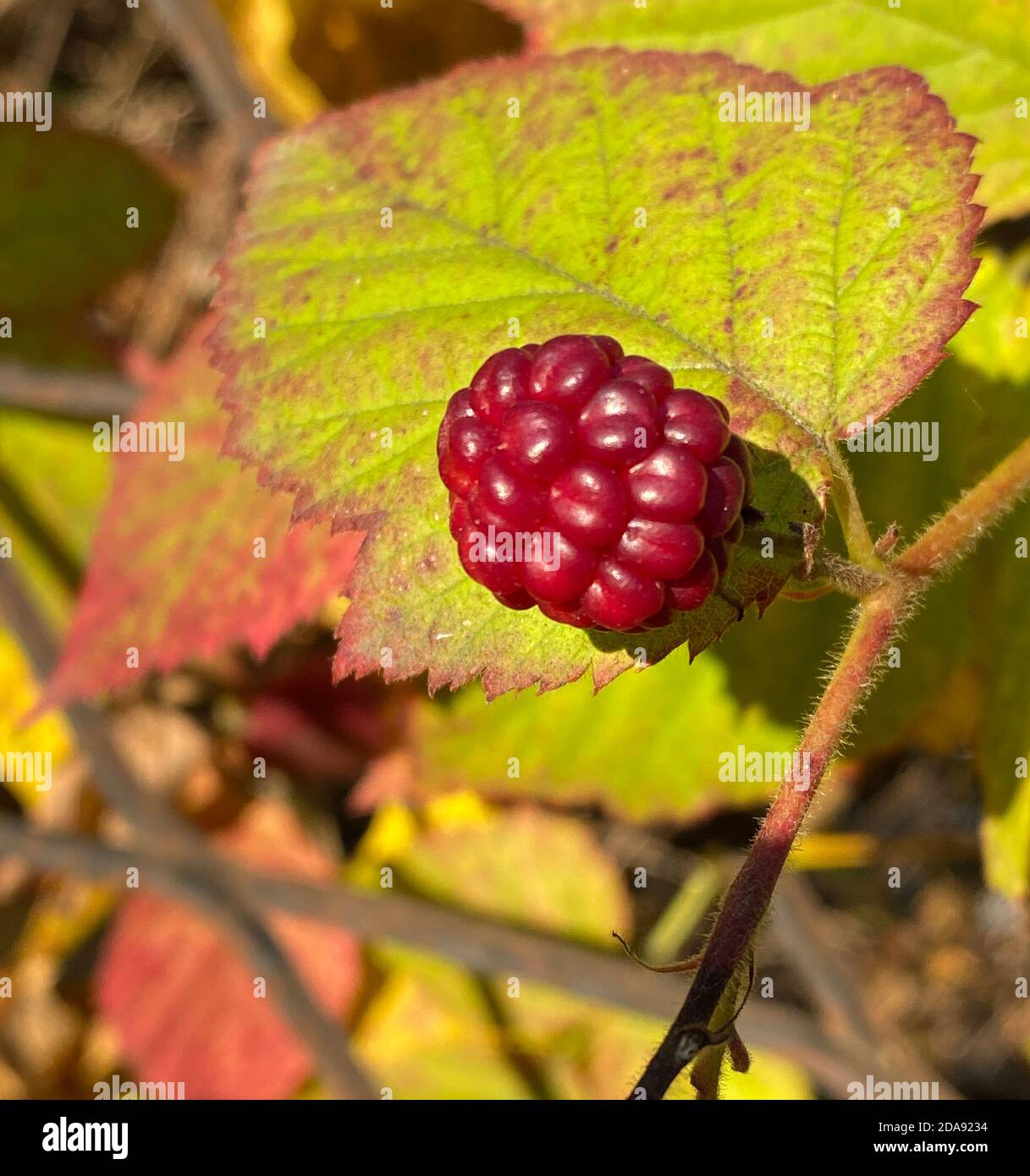 ripe blackberries on a bush in the November sun Stock Photo - Alamy