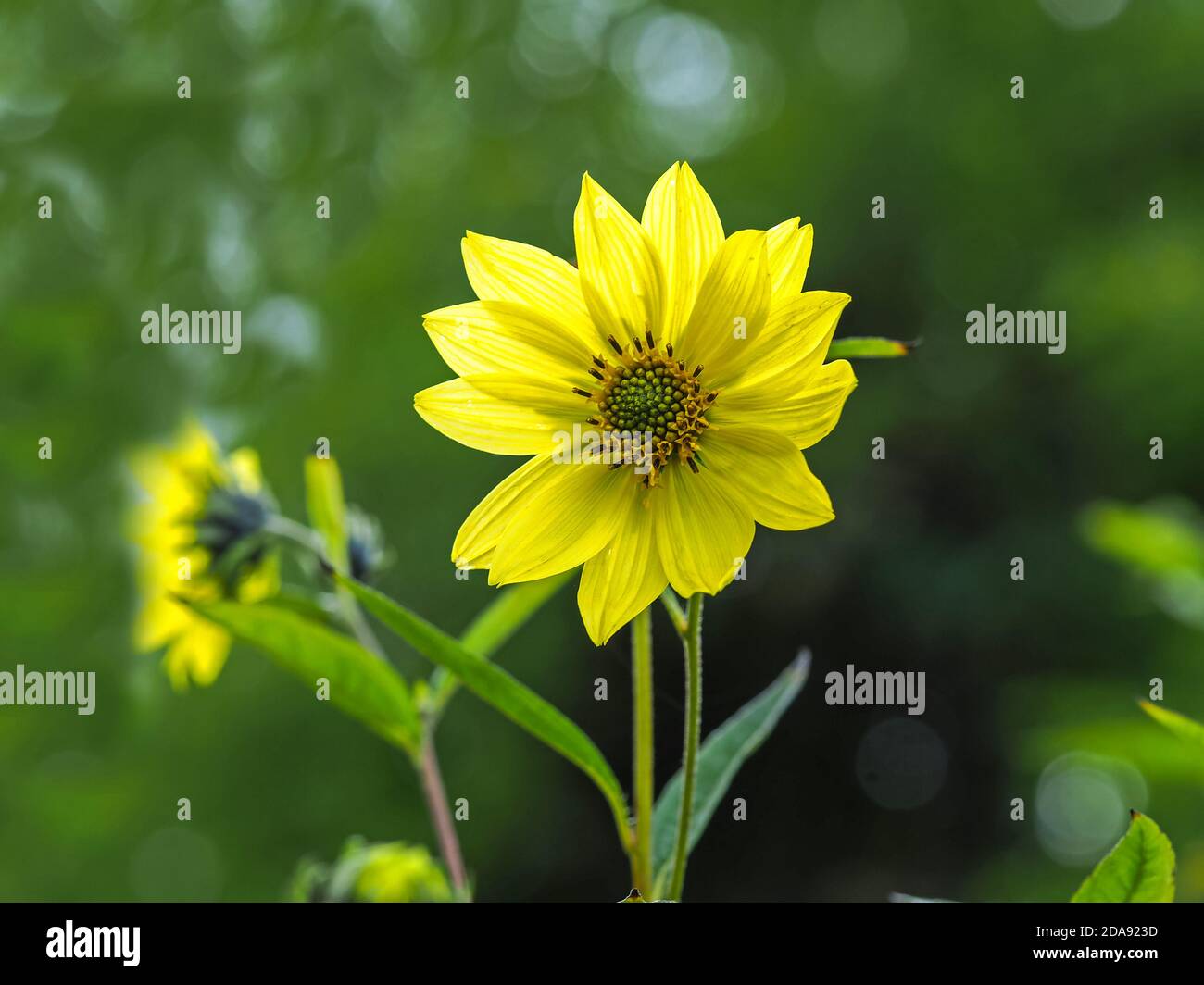 Narrow leaves hi-res stock photography and images - Alamy