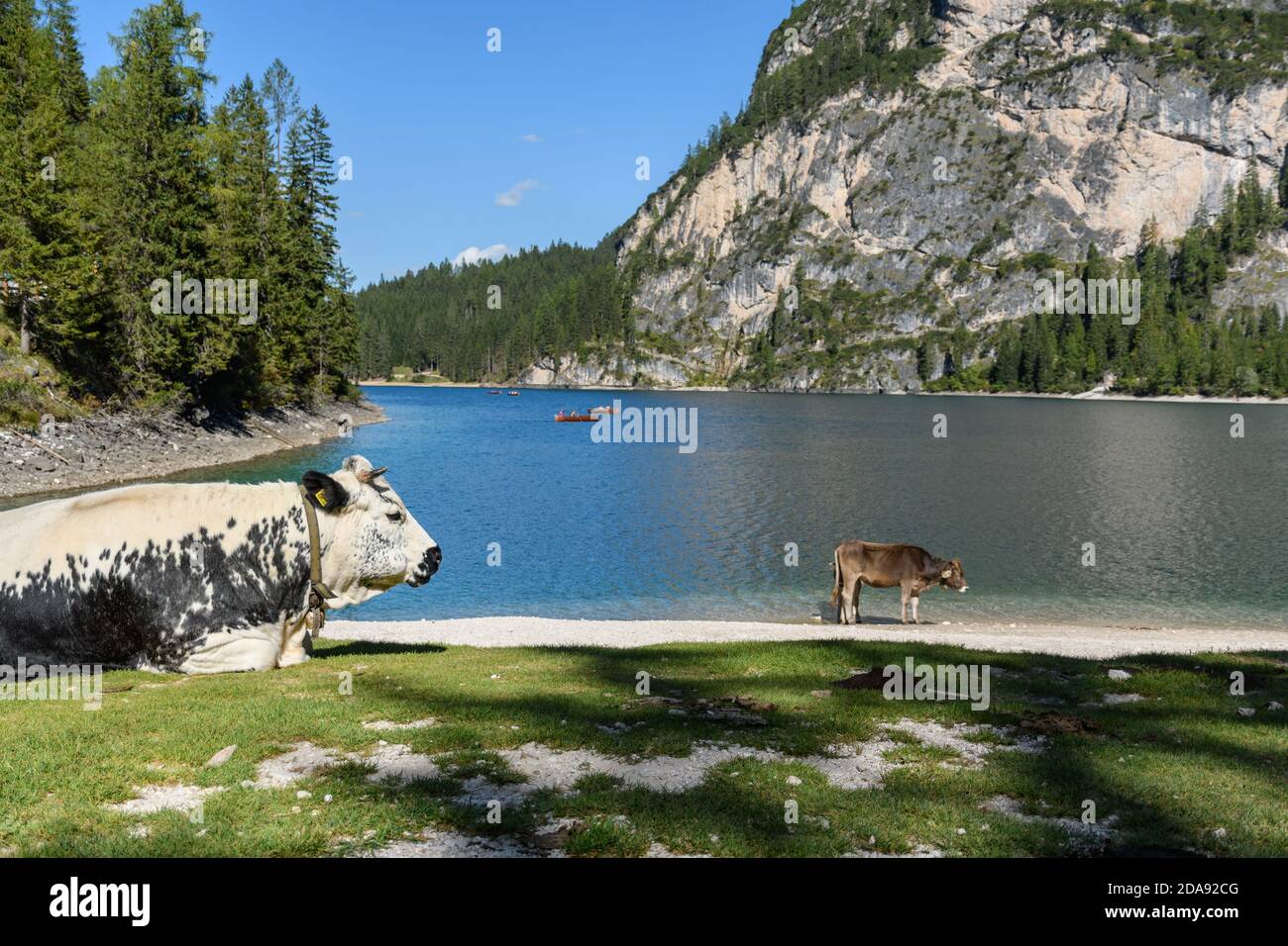 Cows on river coast hi-res stock photography and images - Alamy